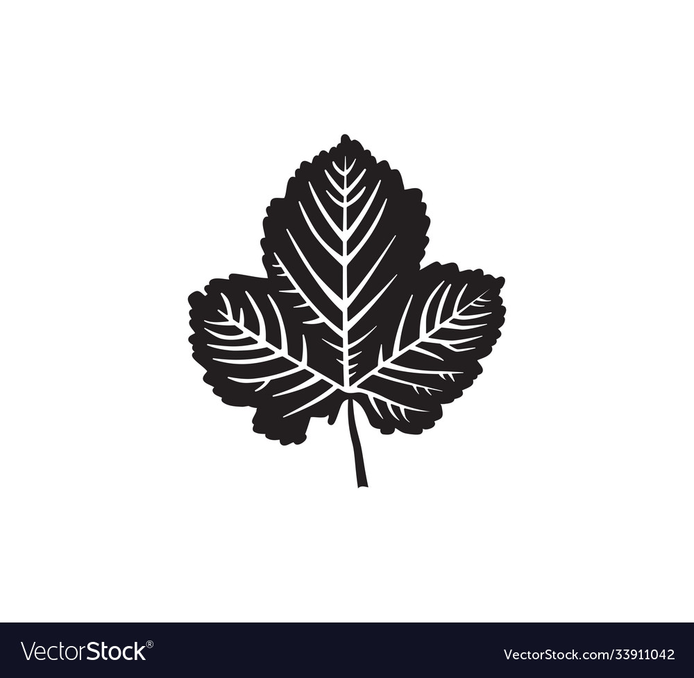 Maple leaf Royalty Free Vector Image - VectorStock