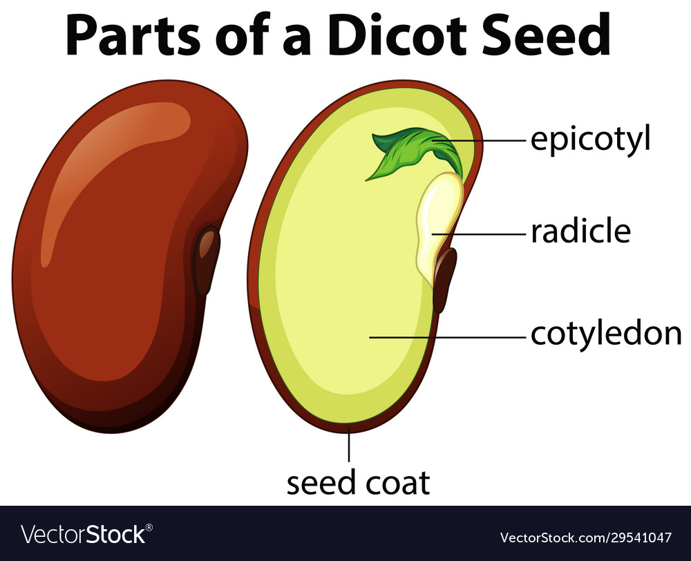 Diagram Showing Parts Dicot Seed On White Vector Image