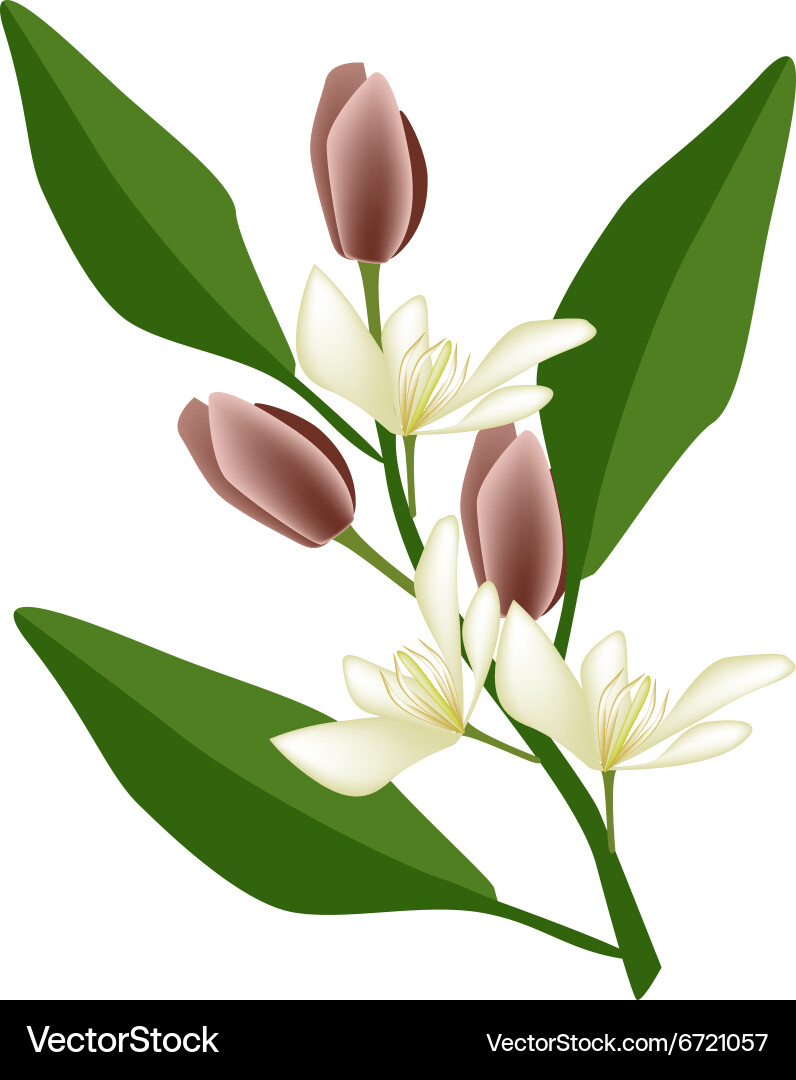Wine magnolia flower or figo Royalty Free Vector Image