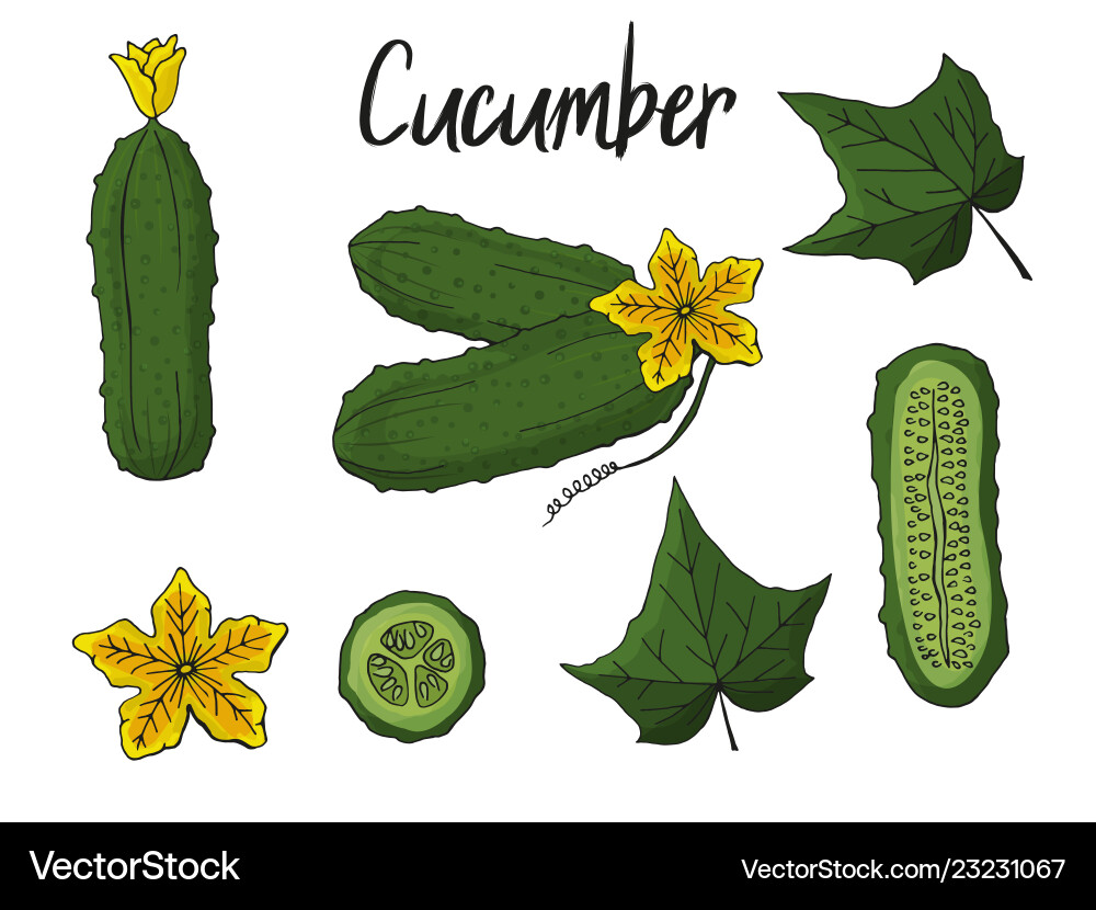 Hand-drawn fresh cucumbers isolated image Vector Image