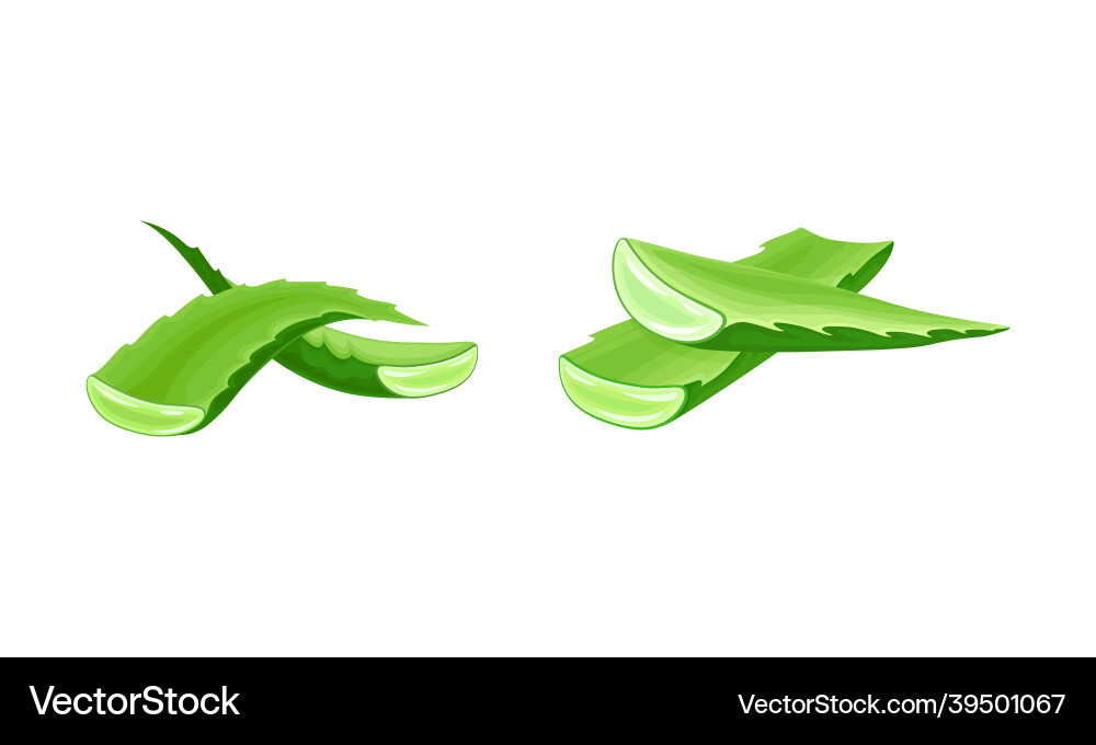Sliced aloe vera plant set organic component Vector Image