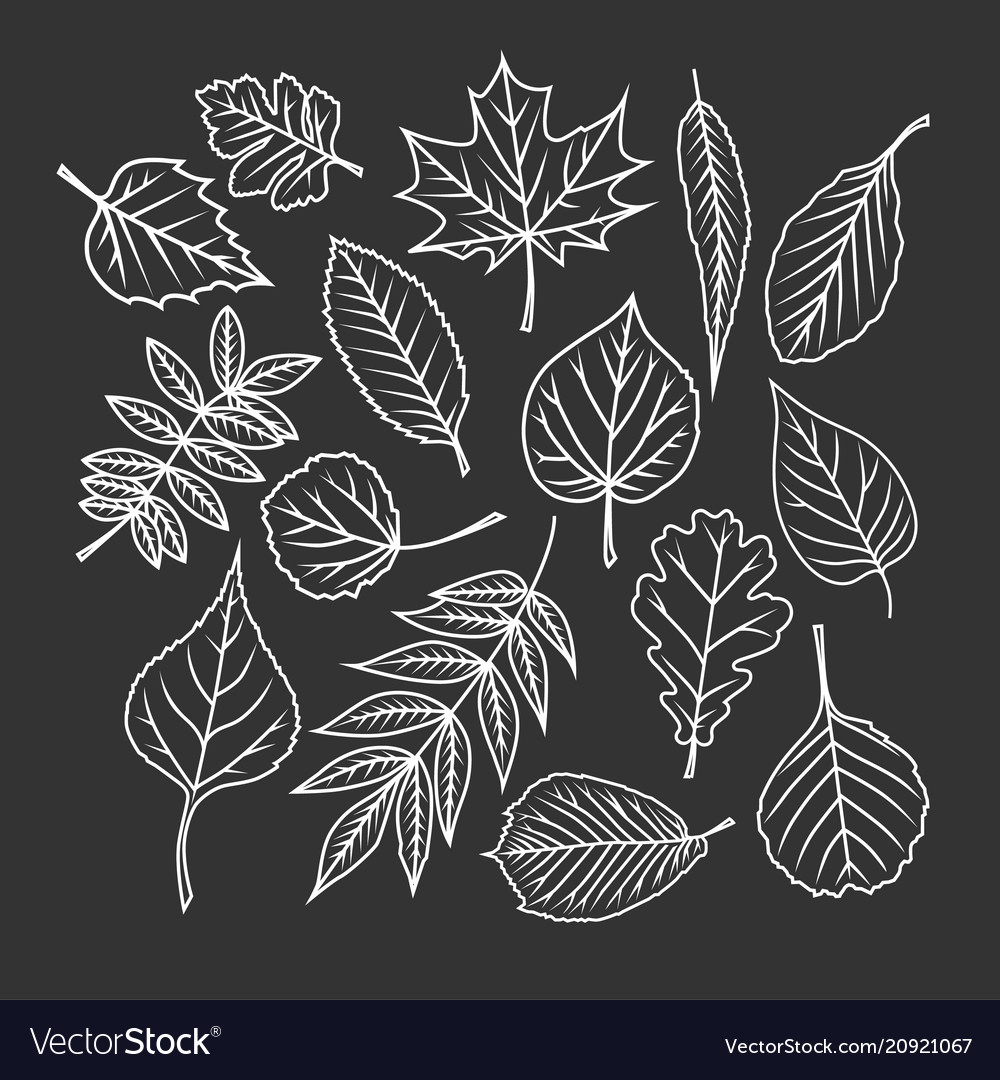 Tree leaves Royalty Free Vector Image - VectorStock