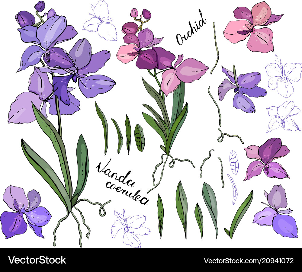 Isolated orchid vanda on white different color Vector Image