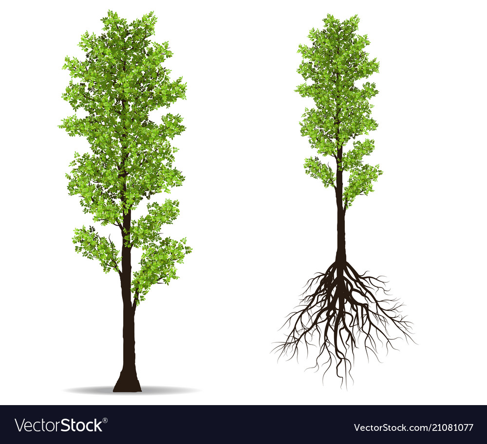 Big tree with root Royalty Free Vector Image - VectorStock