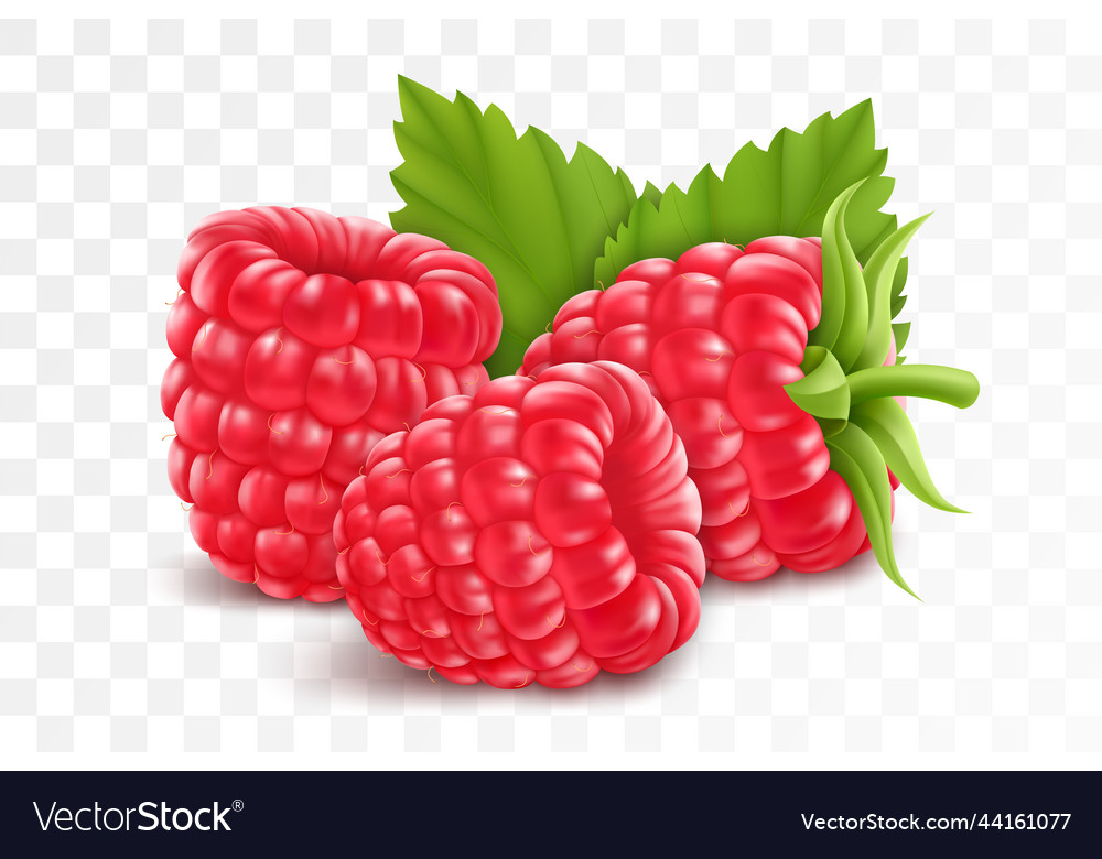 Raspberries isolated on transparent background Vector Image