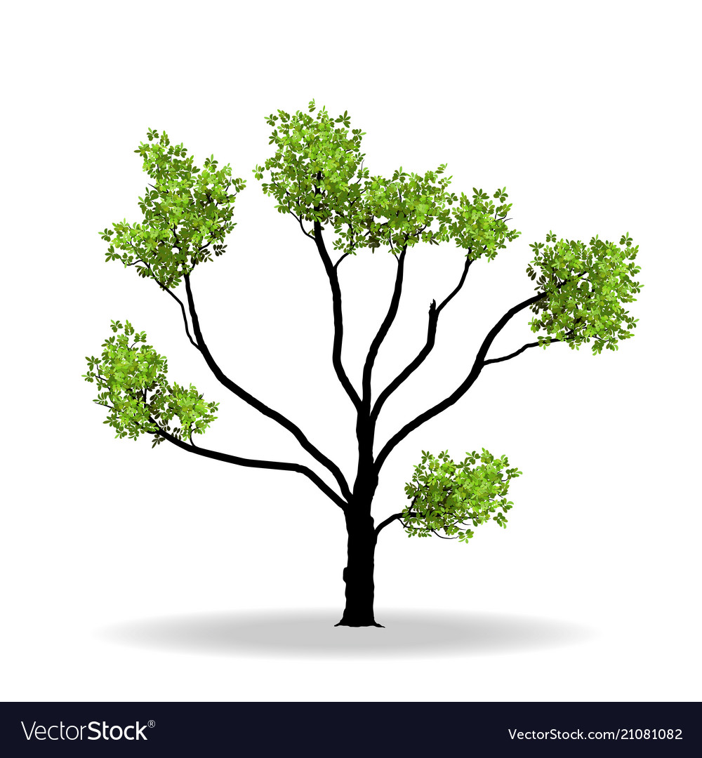 Big tree with root Royalty Free Vector Image - VectorStock