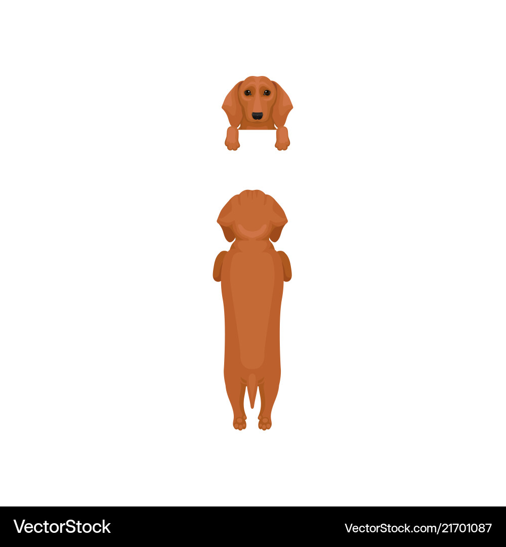 Flat set of dog poses front and back view Vector Image