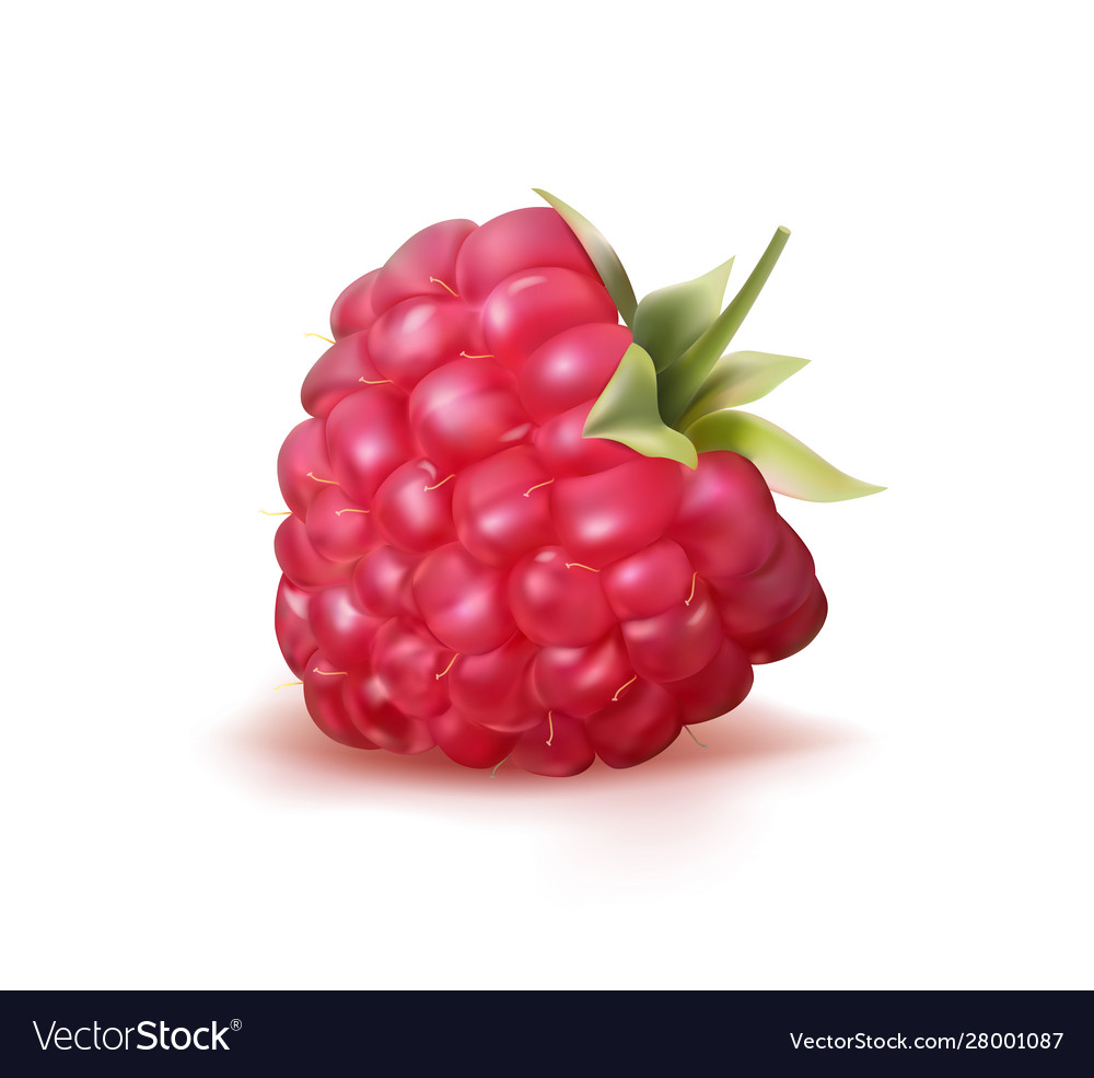 Ripe raspberry Royalty Free Vector Image - VectorStock