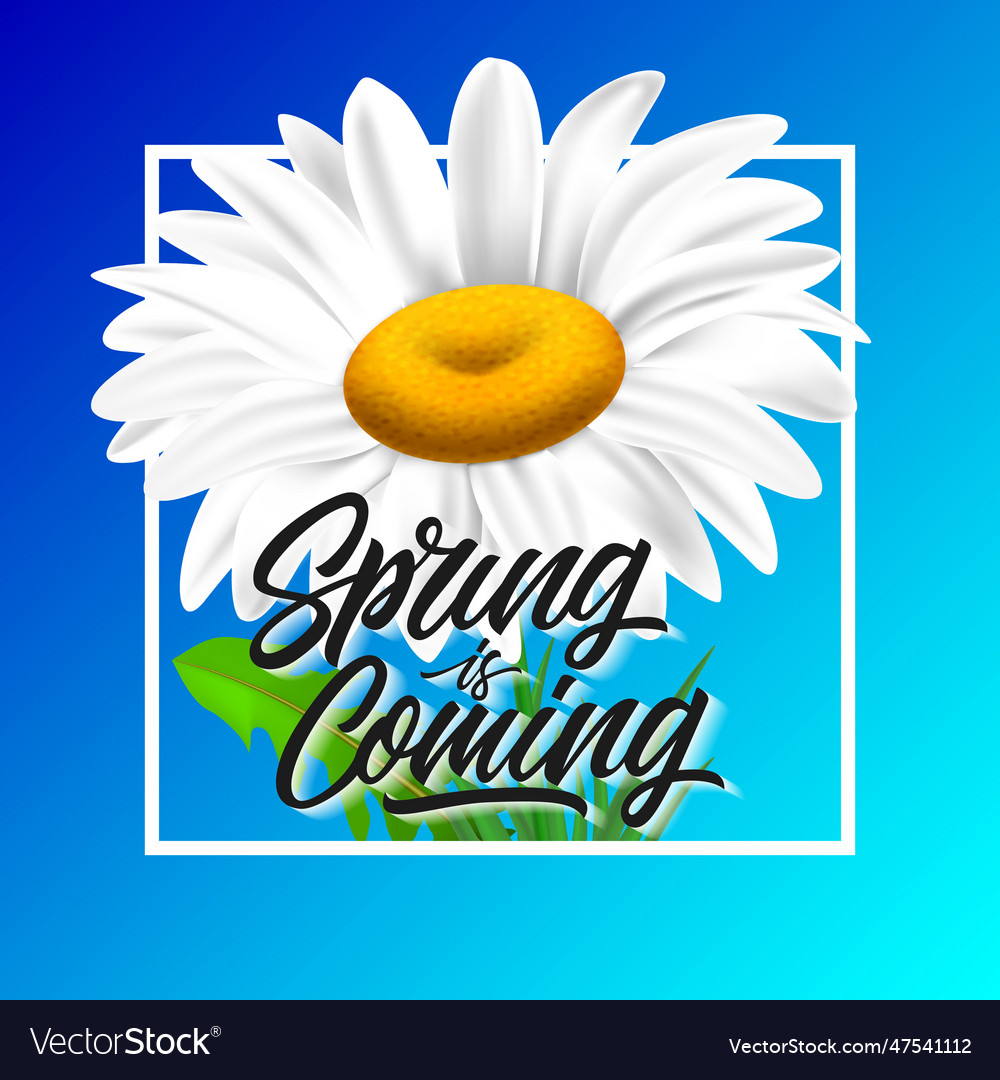 Spring is coming lettering with chamomile Vector Image