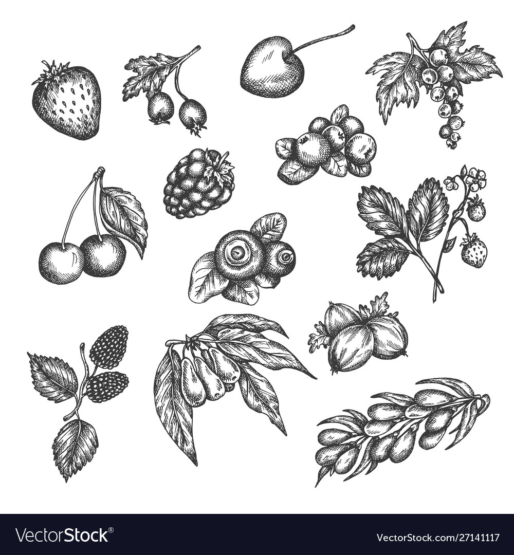 Berry hand drawn set sketch fruits Royalty Free Vector Image Berry hand drawn set sketch fruits Royalty Free Vector Image