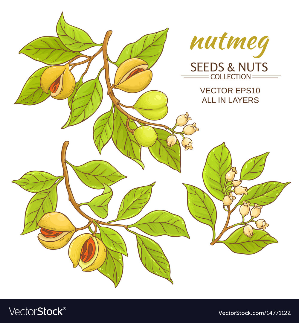 Nutmeg set Royalty Free Vector Image - VectorStock