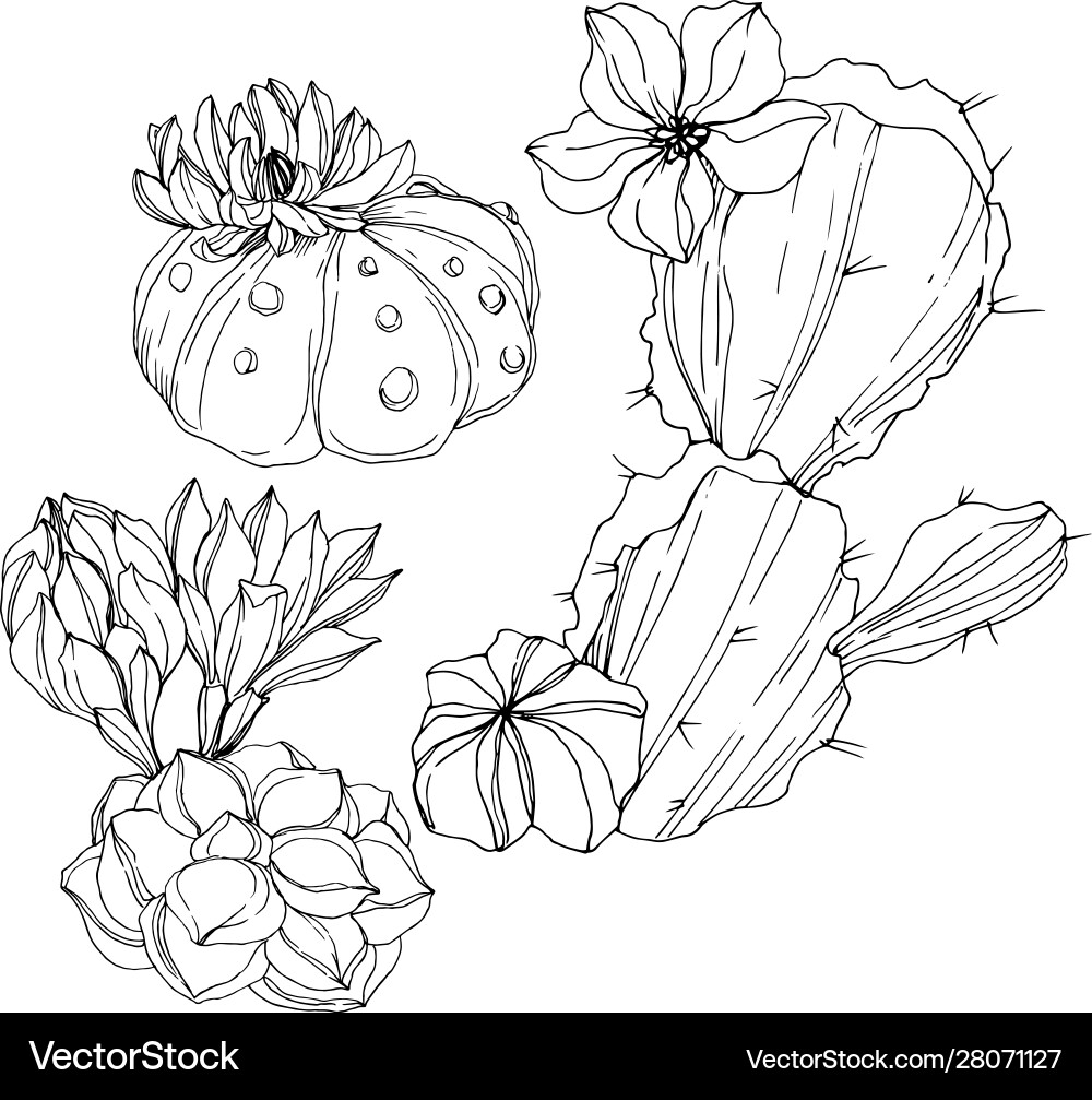 Cacti floral botanical flower black Royalty Free Vector