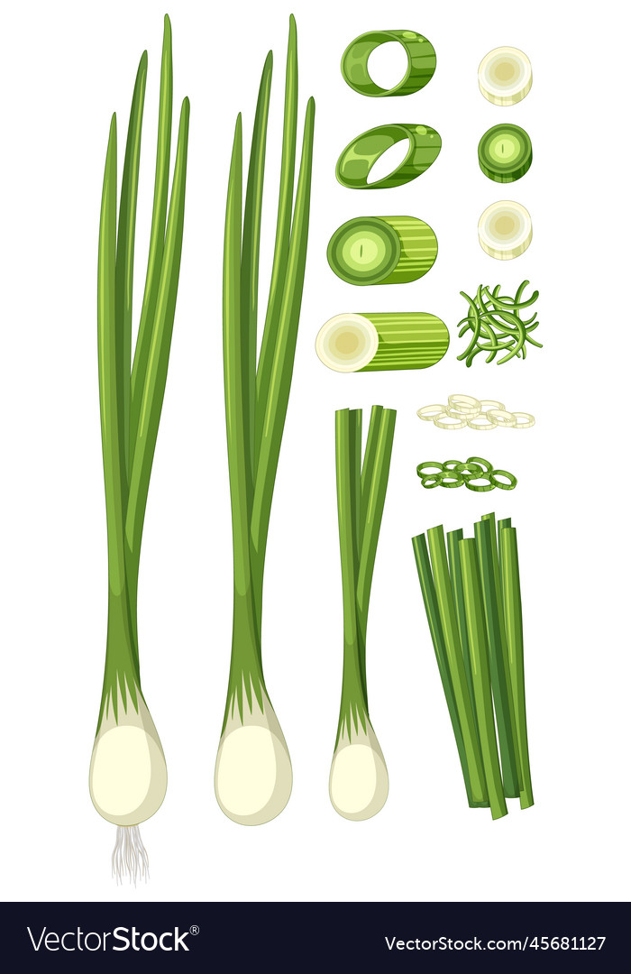 Spring onion in different forms Royalty Free Vector Image