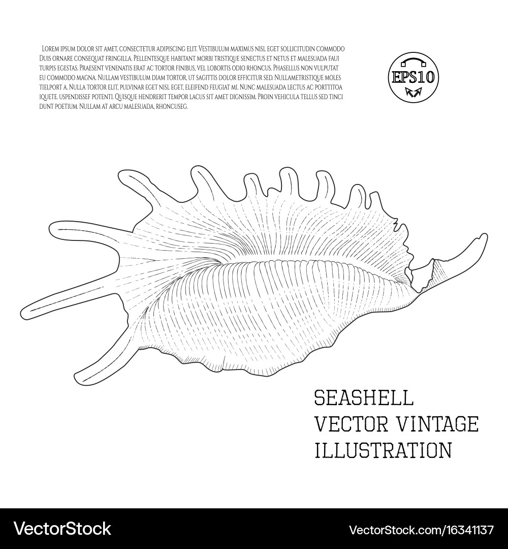 Seashell vintage stylized as hand-drawn sketch Vector Image
