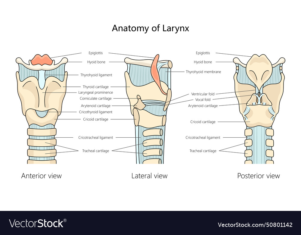 Human larynx anatomy structure medical science Vector Image