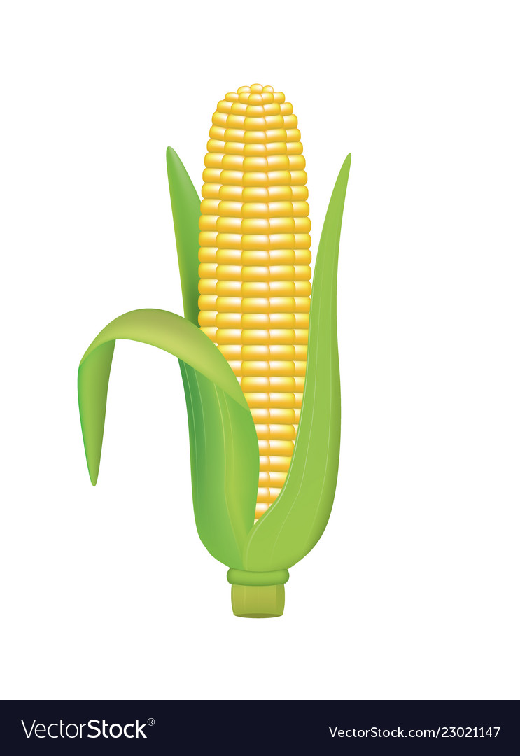 Corn Royalty Free Vector Image - VectorStock