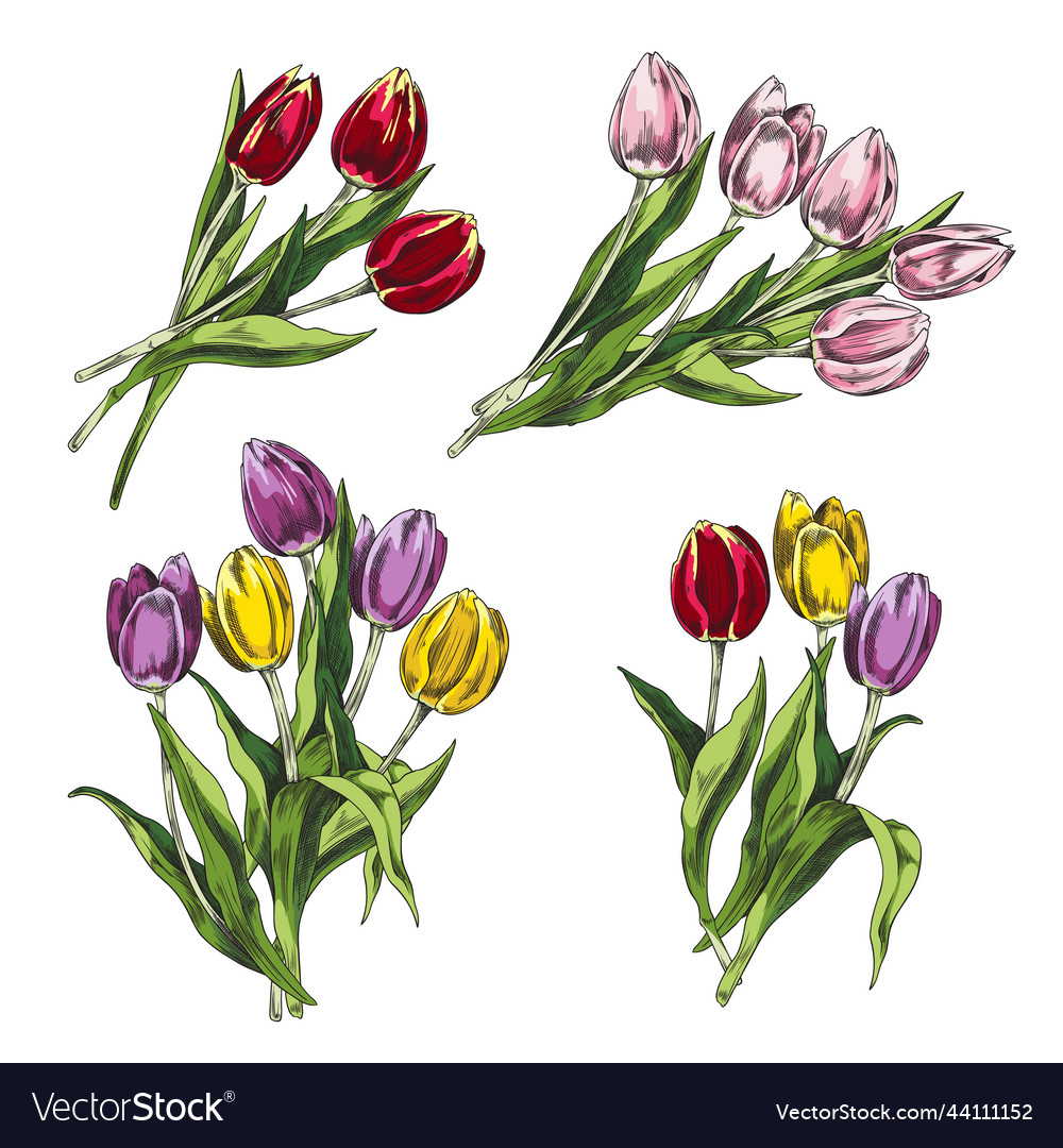 Set of colorful hand drawn tulip bouquets sketch Vector Image