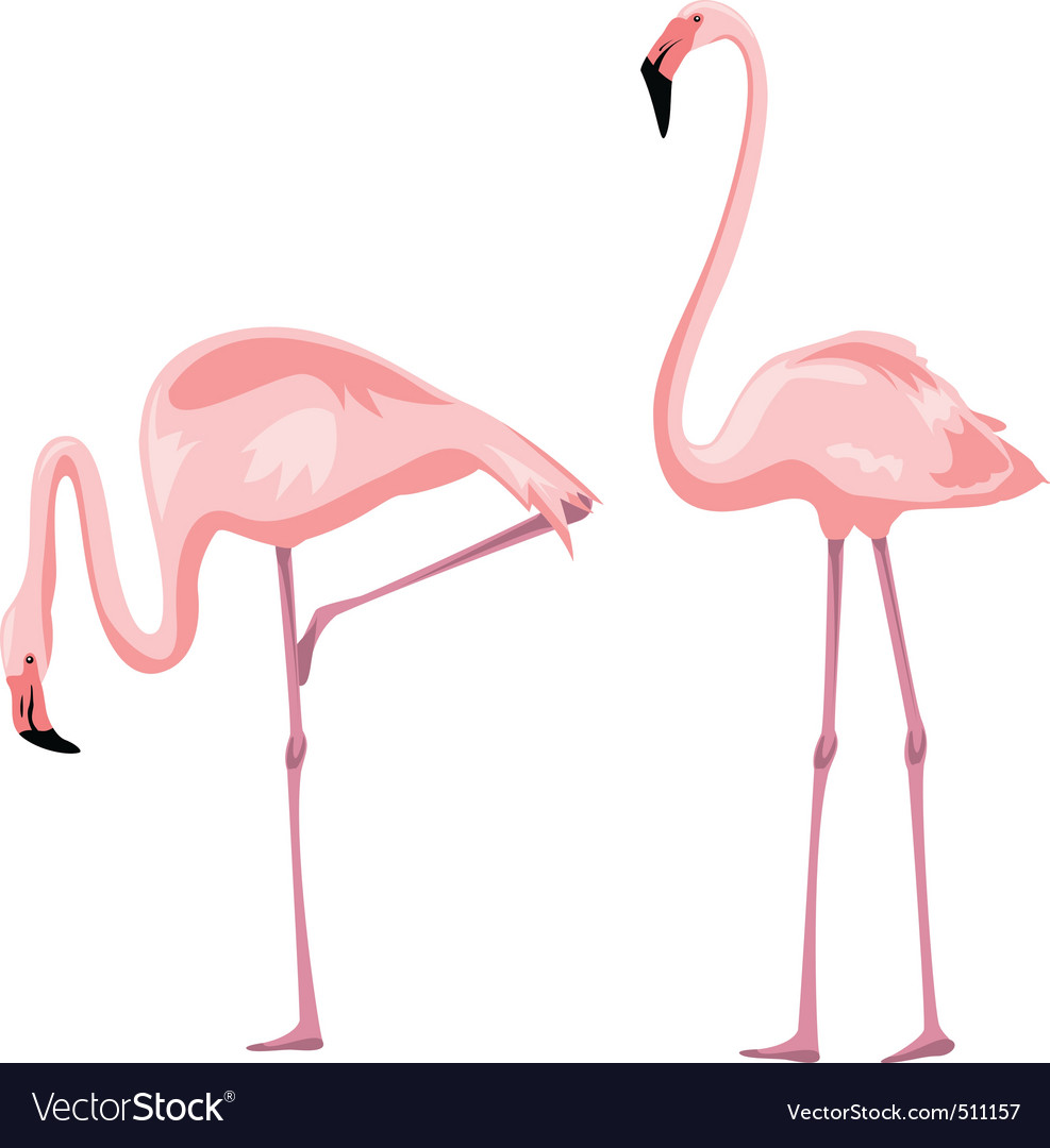 Flamingo Royalty Free Vector Image - VectorStock