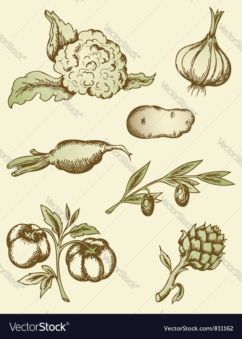 Vegetables Royalty Free Vector Image - VectorStock