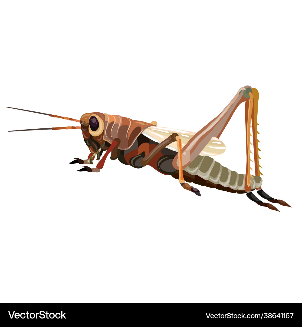 Natural locust brown color isolated object Vector Image