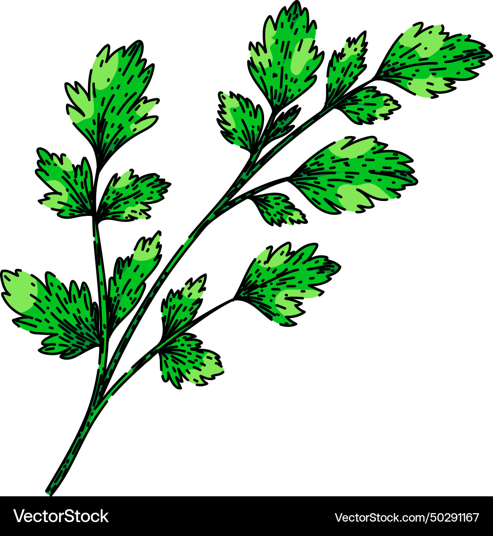 Top parsley sketch hand drawn Royalty Free Vector Image