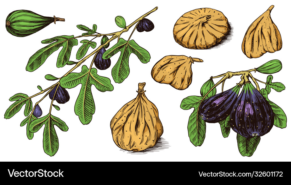 Fresh figs set detox spice dried fruit cut Vector Image