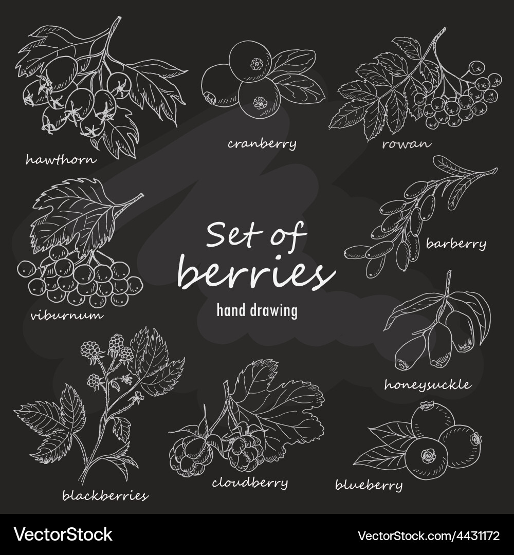 Set of forest berries on dark background Vector Image