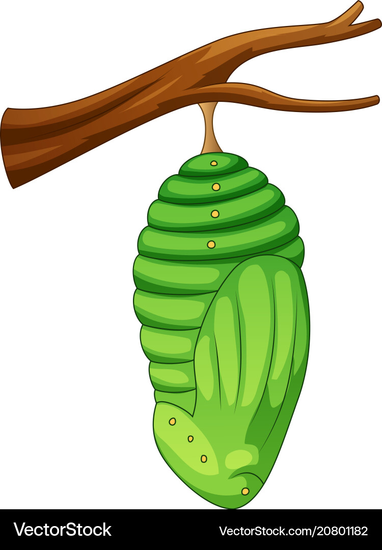Cartoon pupa butterfly Royalty Free Vector Image