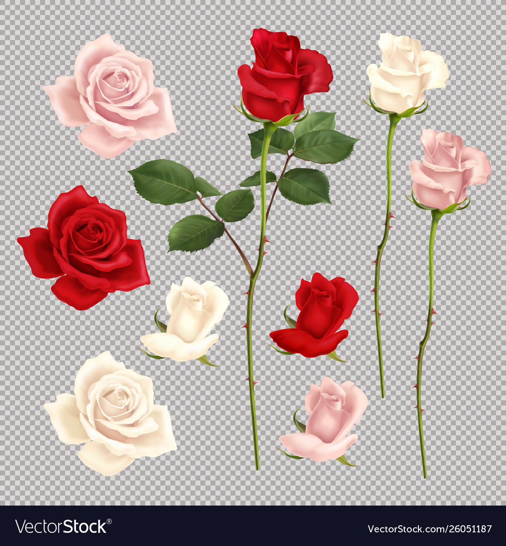 Rose realistic set Royalty Free Vector Image - VectorStock
