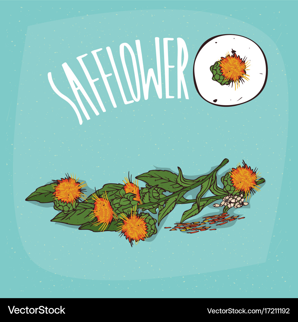 Set isolated plant safflower flowers herb Vector Image