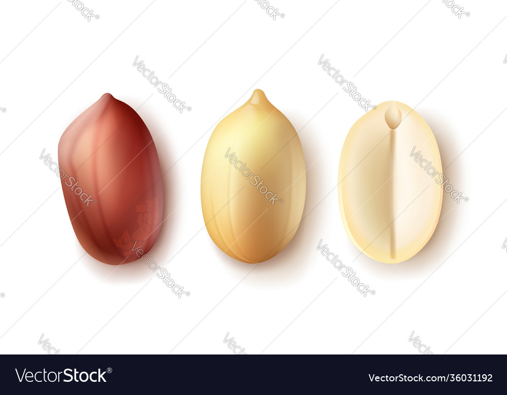 Set opened peanuts Royalty Free Vector Image - VectorStock