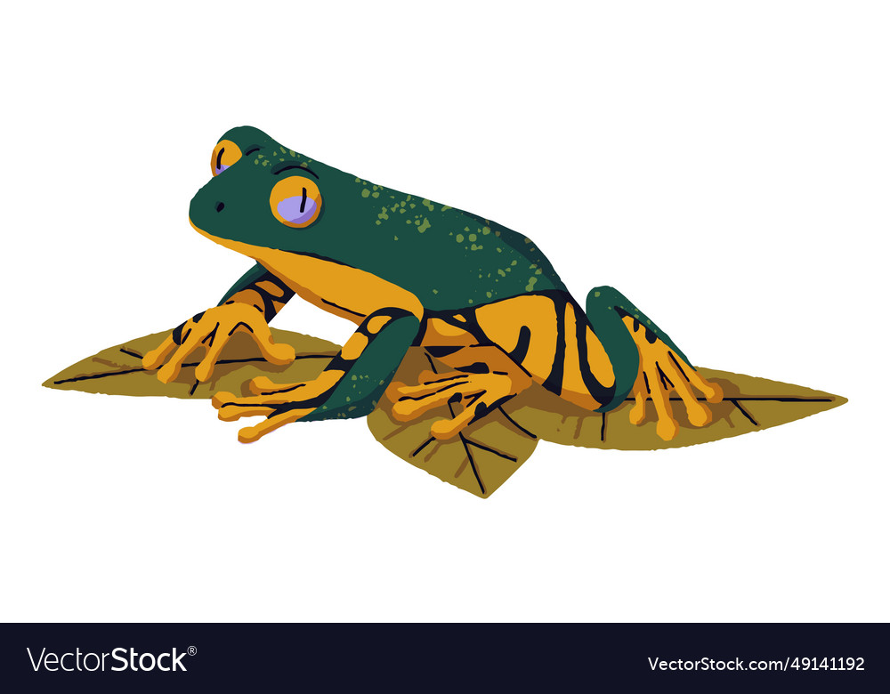 Splendid treefrog rainforest tree frog small Vector Image