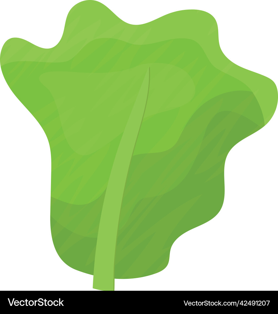 Lettuce Leaf Vector