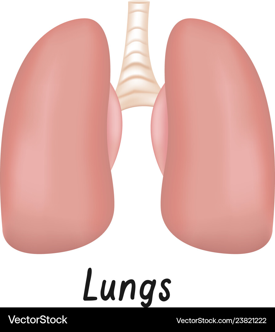Lungs internal organ human anatomy Royalty Free Vector Image