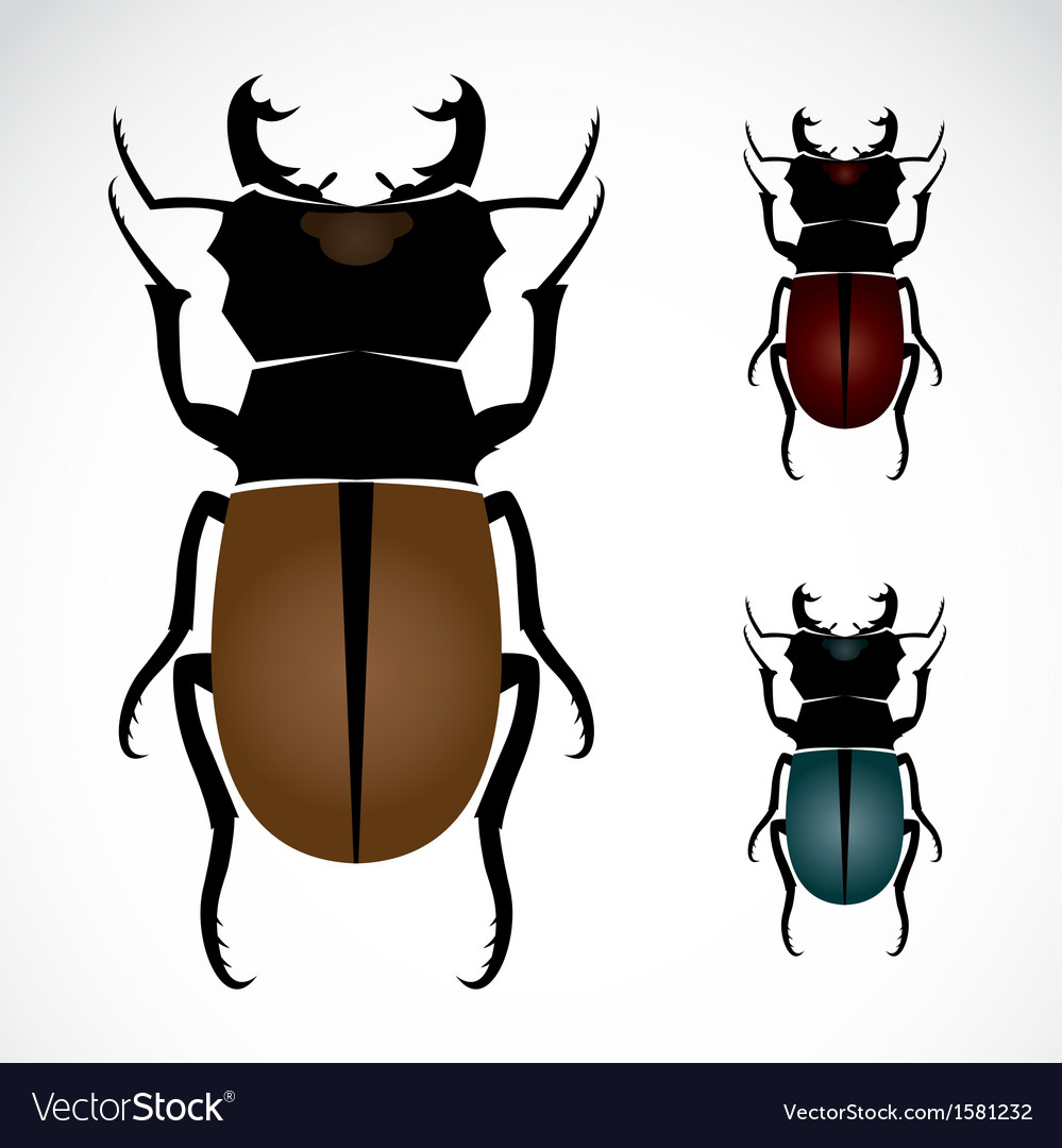 Beetle Royalty Free Vector Image - VectorStock
