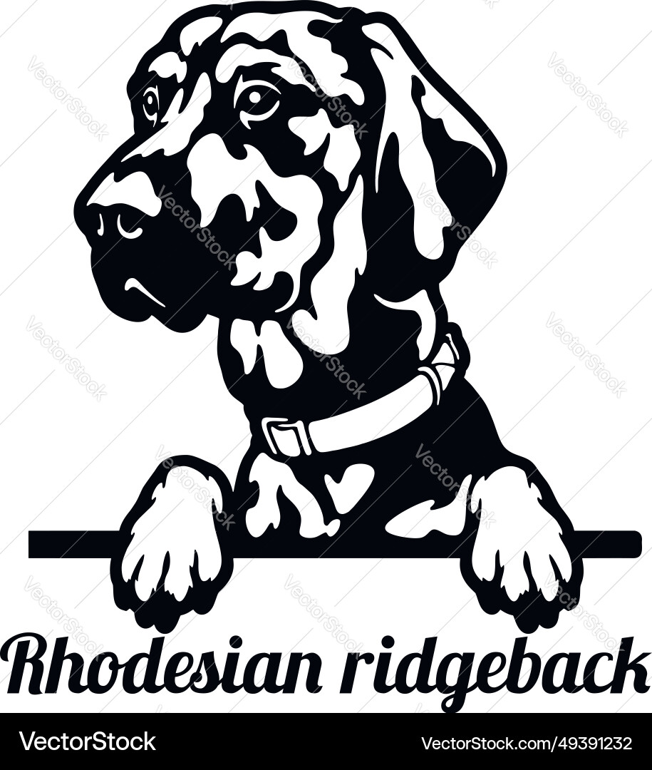 Rhodesian ridgeback - color peeking dogs breed Vector Image