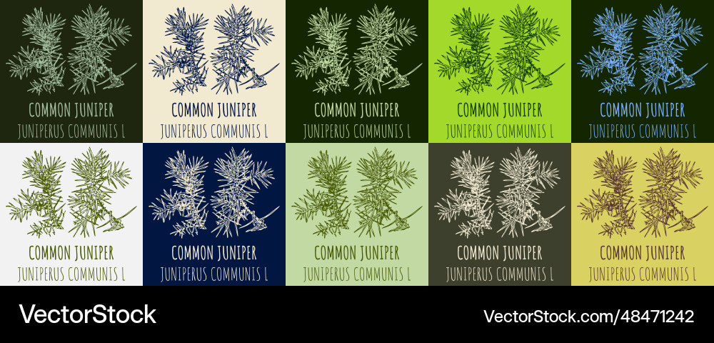 Set of drawing common juniper in various Vector Image