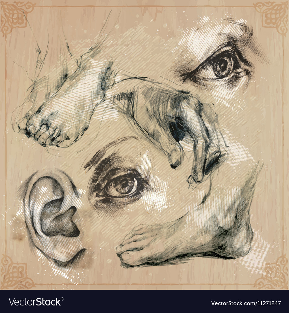 Body Parts Pencil Drawings Converted Into Set Vector Image