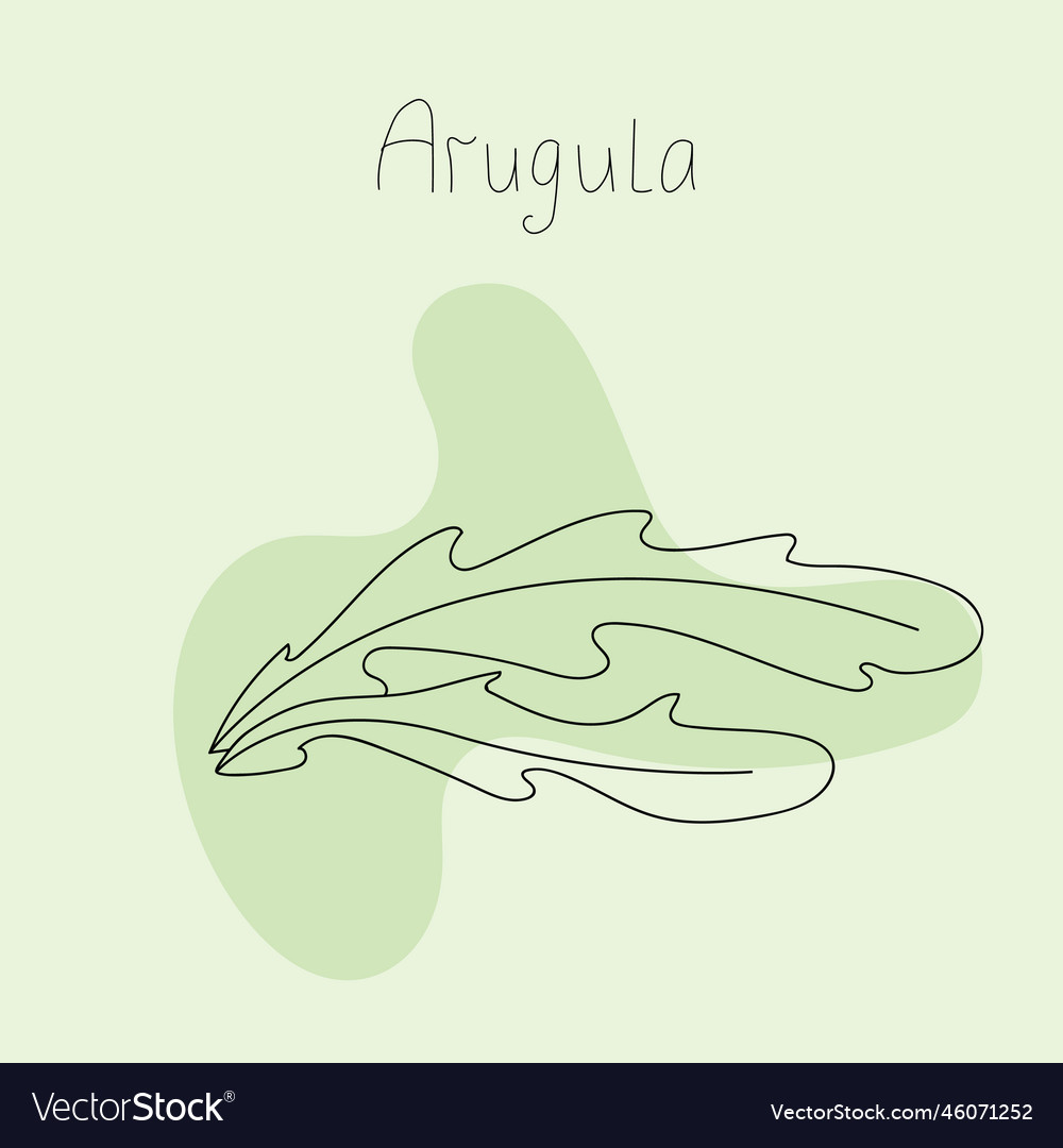 Arugula Royalty Free Vector Image - VectorStock