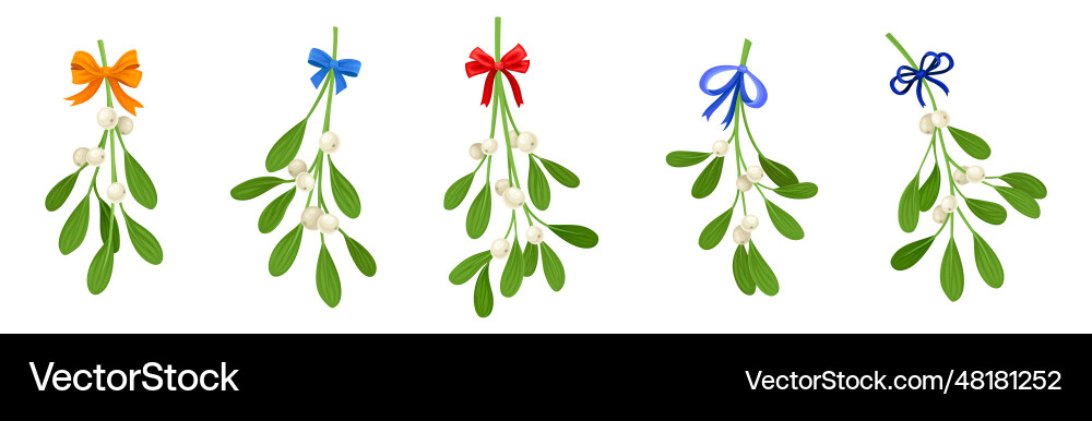 Mistletoe green branches with oblong leaves Vector Image