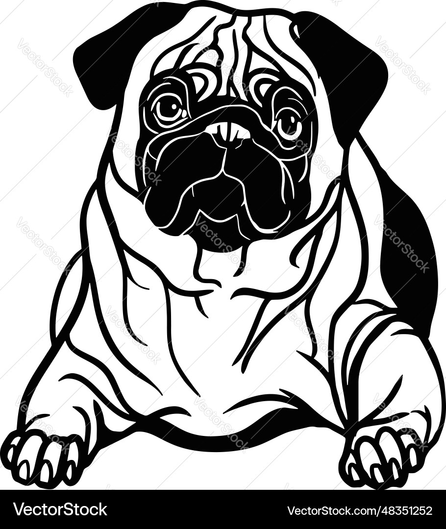 Pug dog - lying stock isolated Royalty Free Vector Image