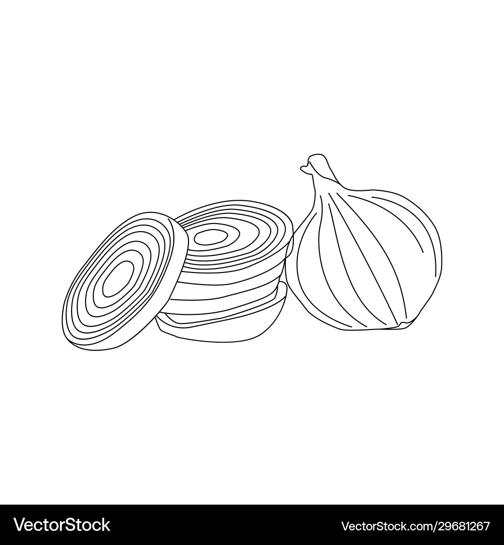 Hand drawn line art shallot eps 10 Royalty Free Vector Image