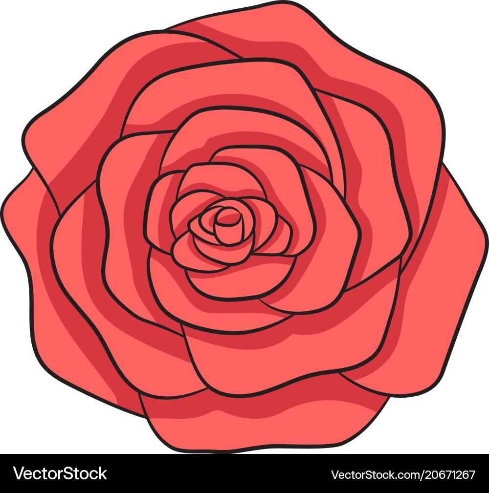 Hand drawn red rose isolated on the white Vector Image