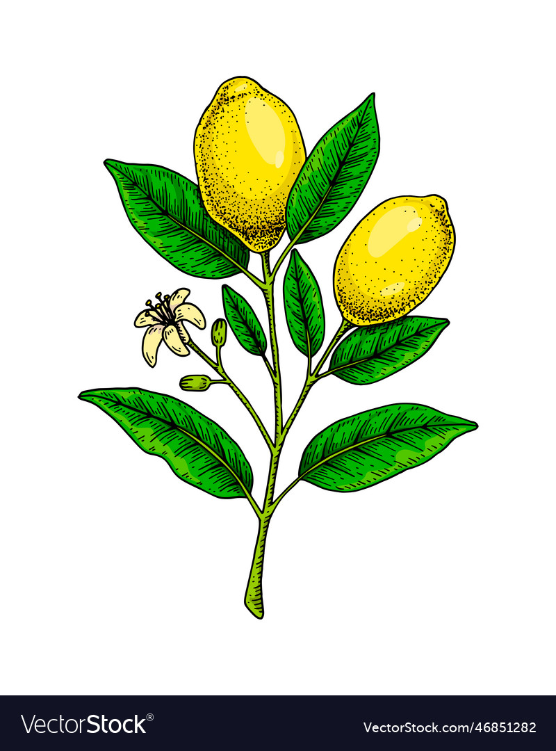 Lemon branch with fruits leaves and flower Vector Image