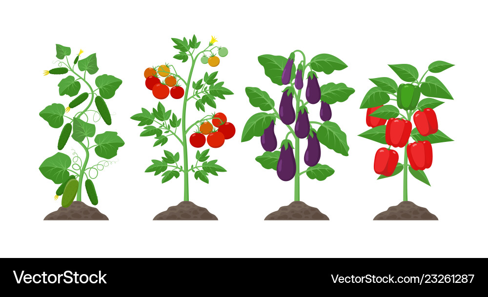 Planting and cultivation concept Royalty Free Vector Image