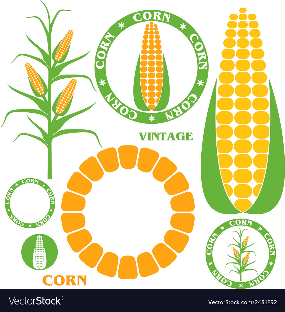 Corn Set Royalty Free Vector Image - VectorStock