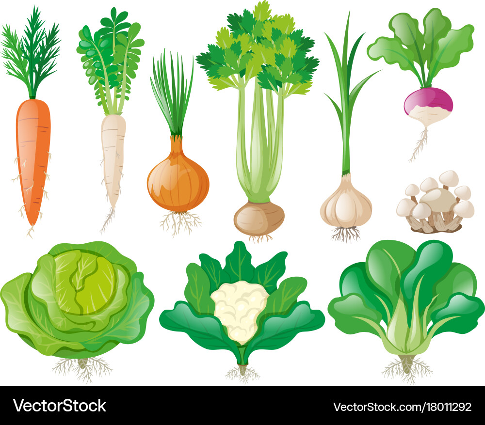 Different types vegetables Royalty Free Vector Image