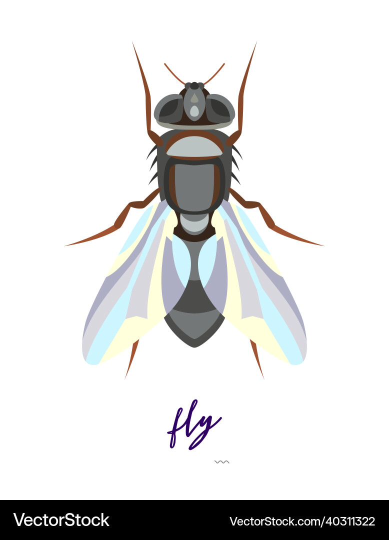 Abstract insects Royalty Free Vector Image - VectorStock
