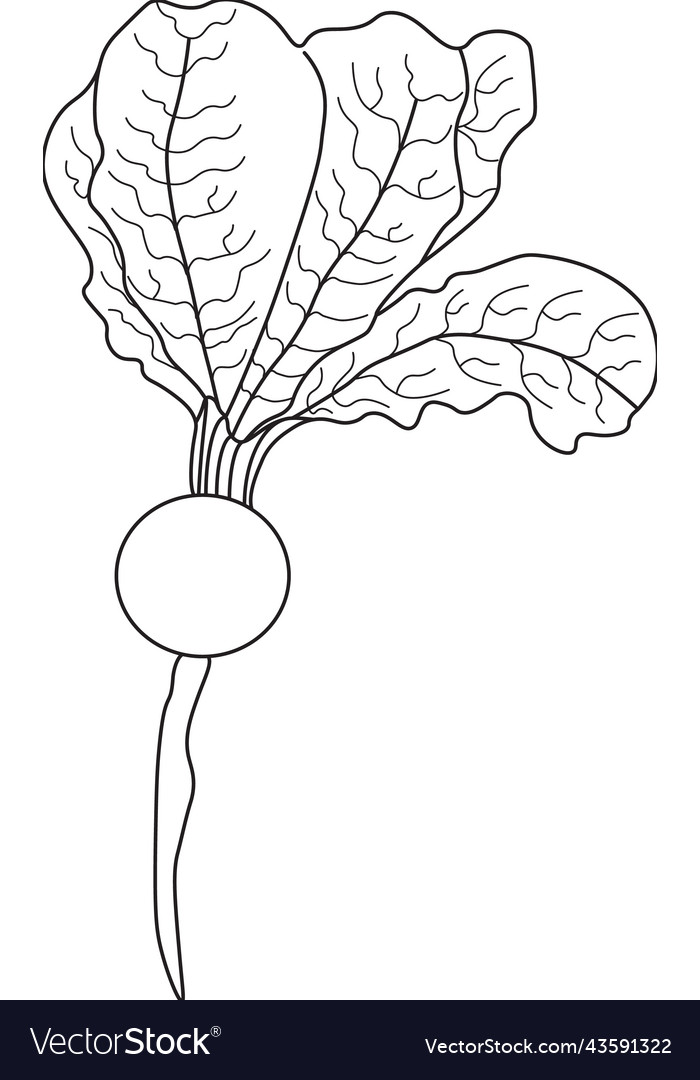 Turnip coloring page for kids kdp Royalty Free Vector Image