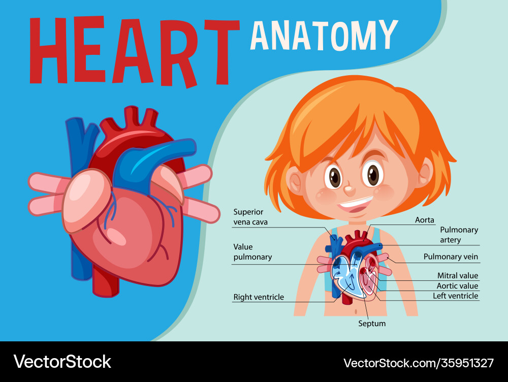 Information poster human heart diagram Royalty Free Vector